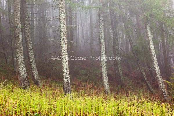 Northumberland - Chris Ceaser Photography